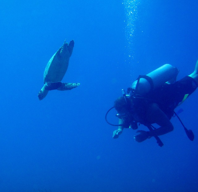 Saba Diving